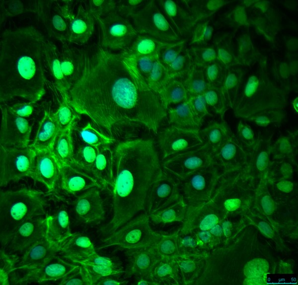 U2OS EGFP-H2B Human Osteosarcoma Cell Line | SCC293